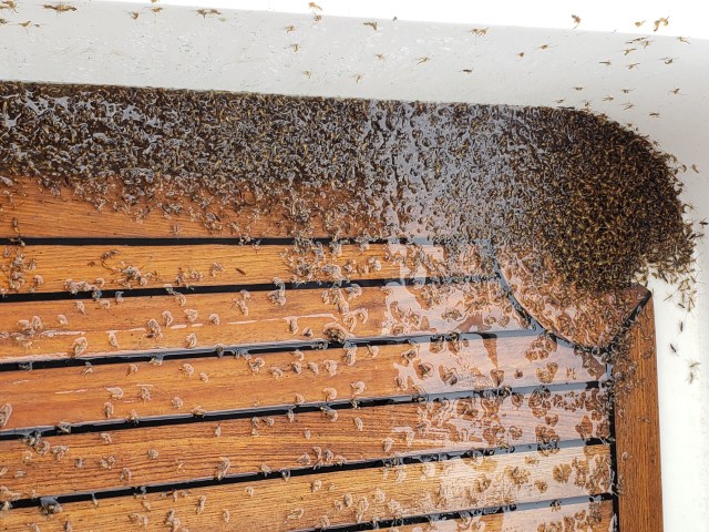 The Intracoastal Waterway – The Adventures of Little Fish